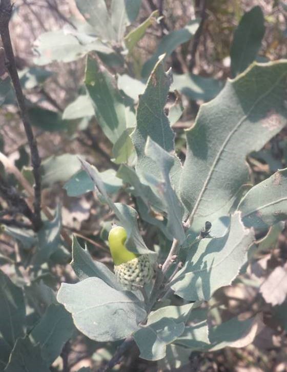 Species Spotlight: Quercus mohriana Buckley ex Rydb. | International ...