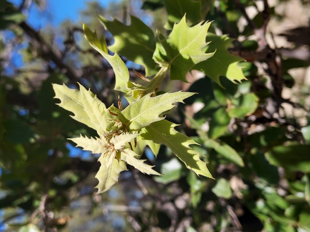 Species Spotlight: Quercus peninsularis Trel. | International Oak Society