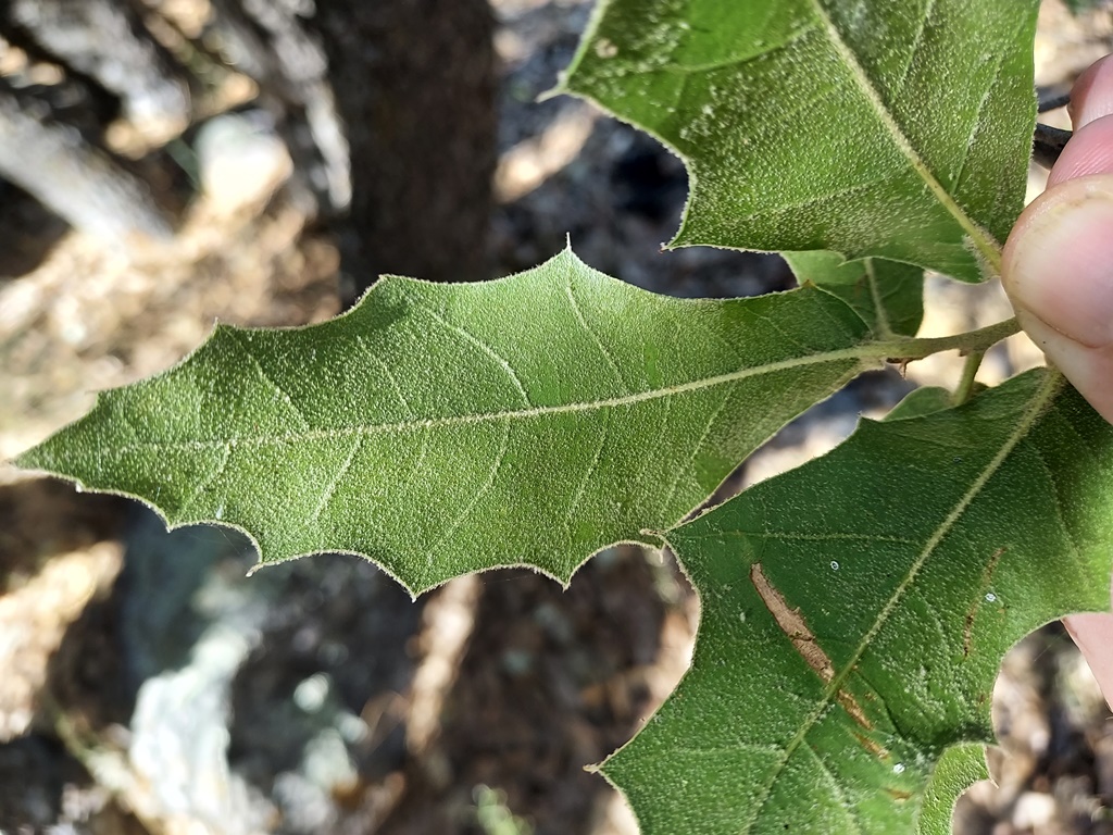 Species Spotlight: Quercus peninsularis Trel. | International Oak Society