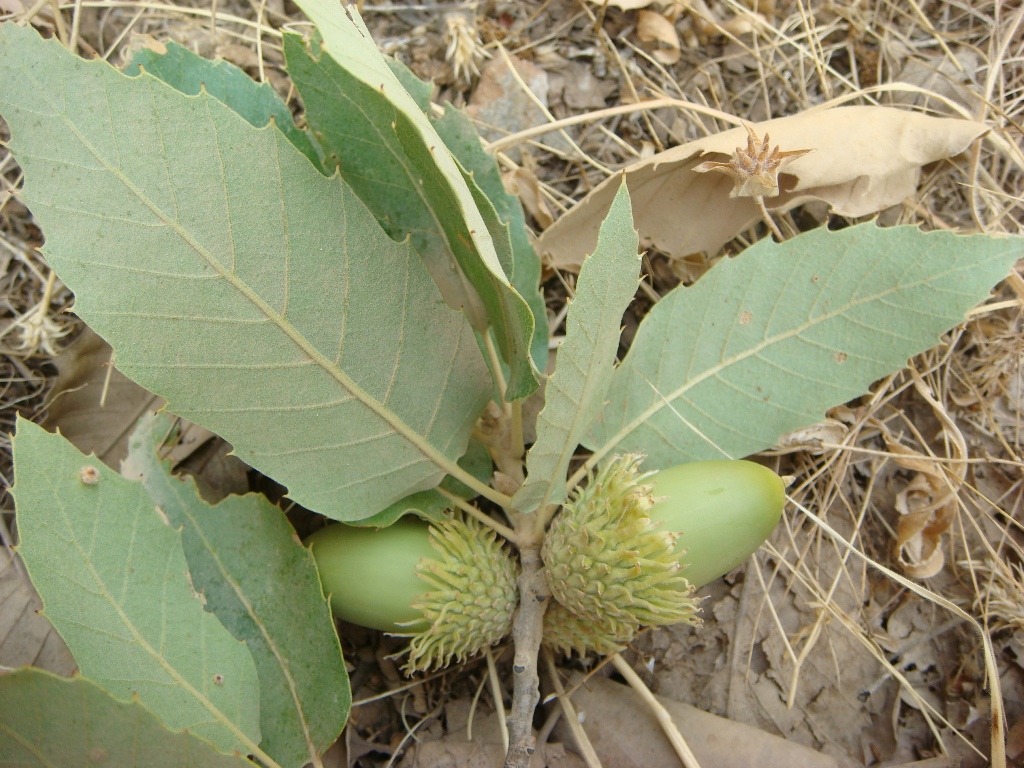 Species Spotlight: Quercus persica Jaub. & Spach | International Oak ...
