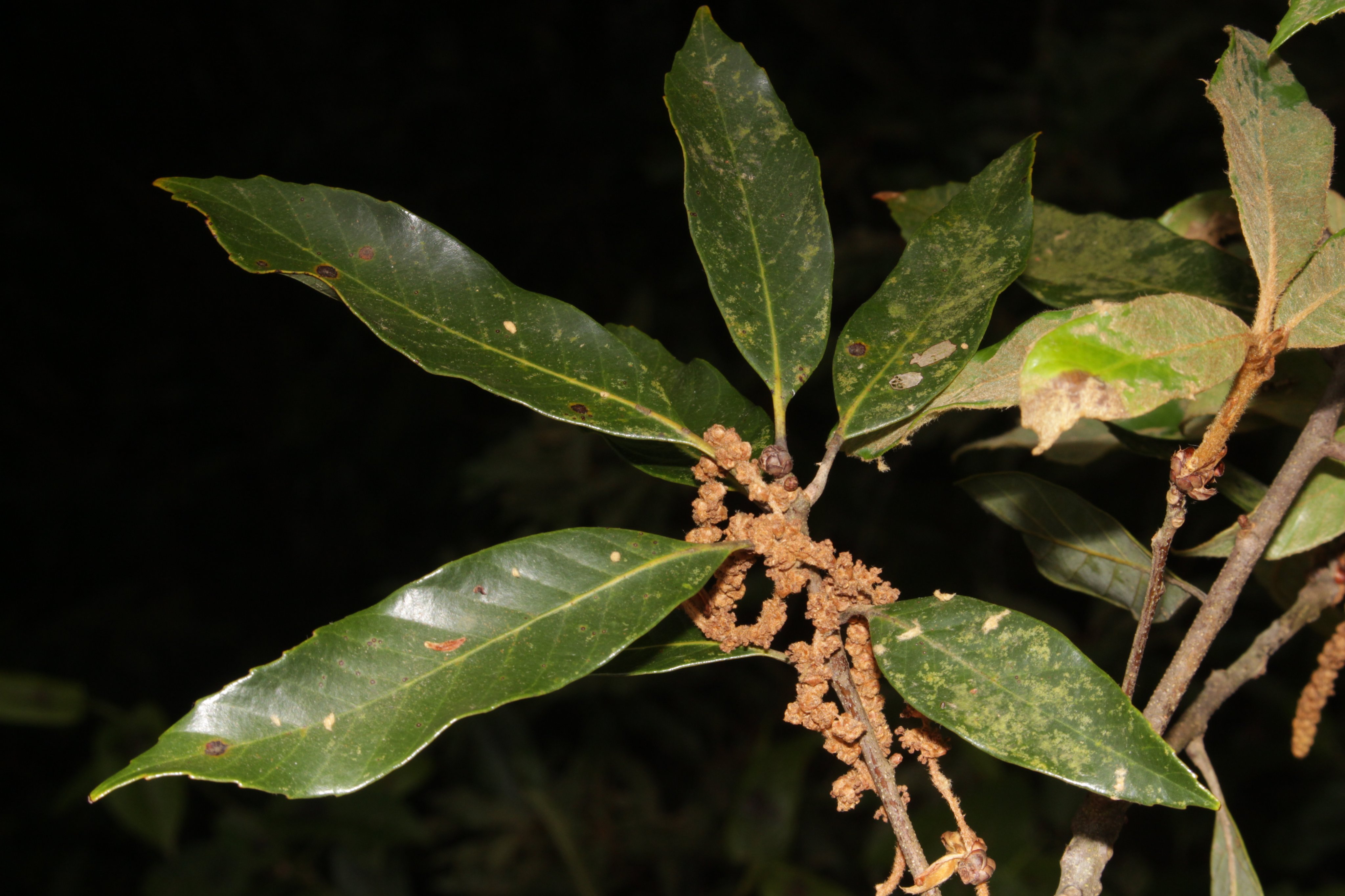 A New Species of Oak from Vietnam | International Oak Society