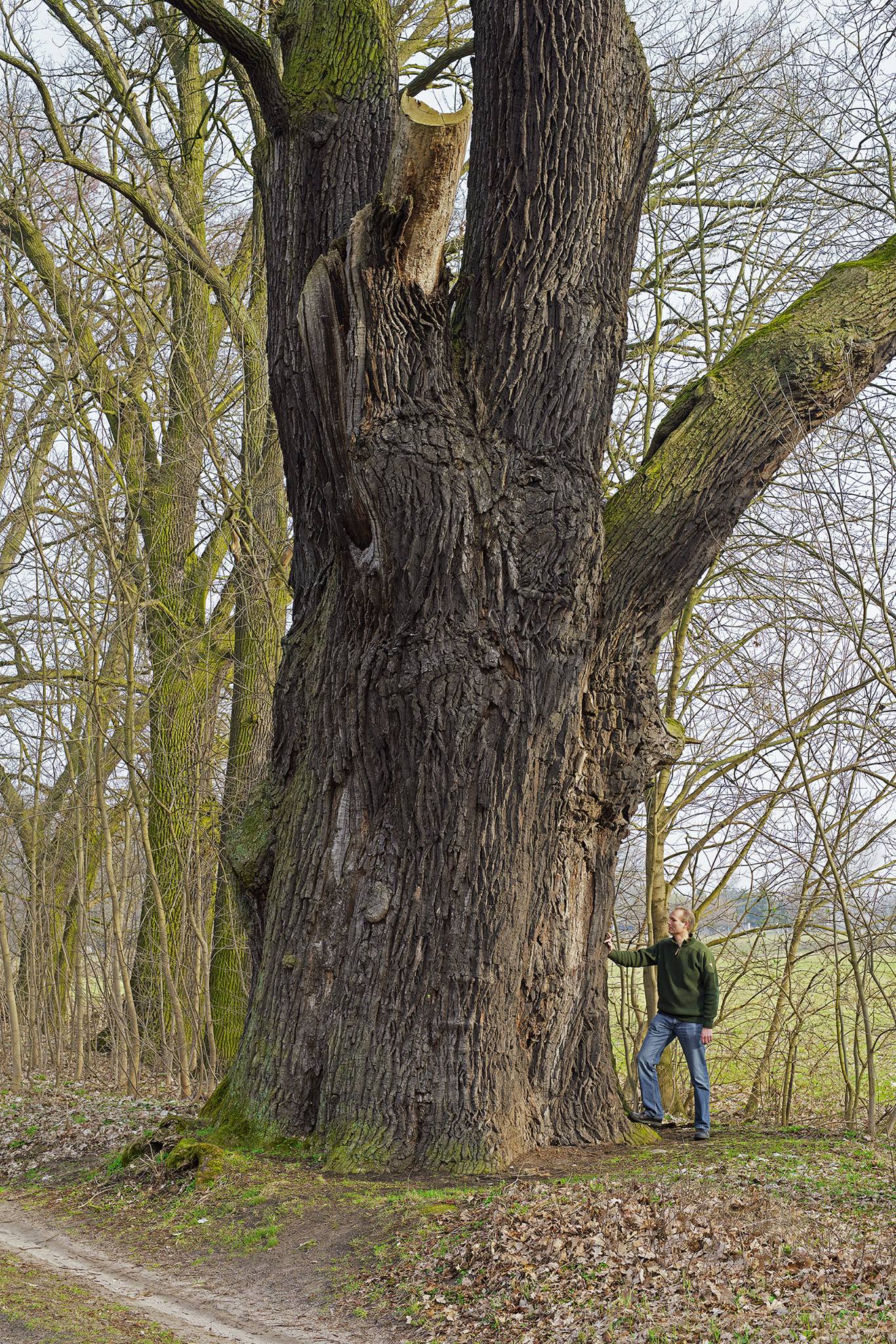 Giant German Oaks | International Oak Society