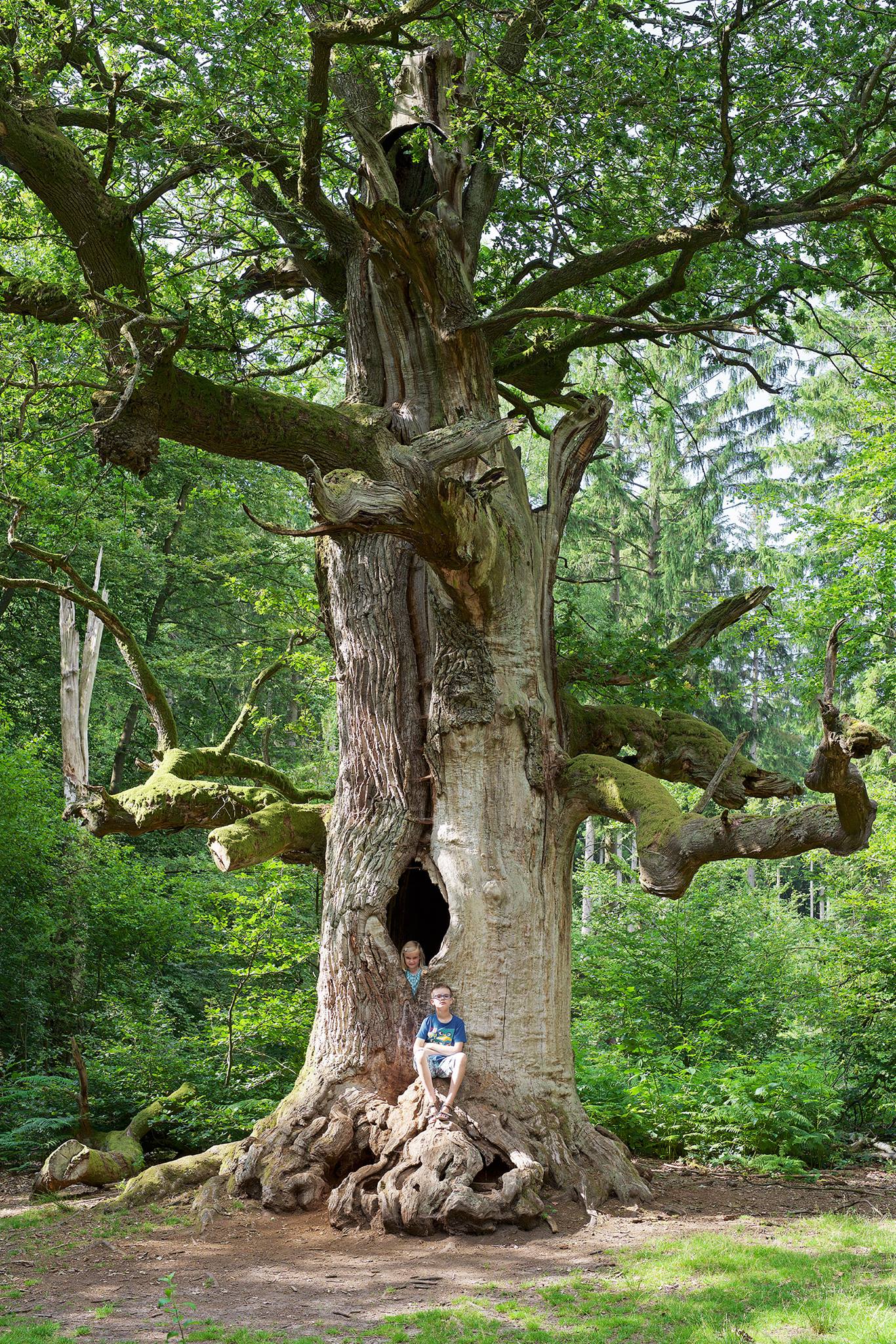 Giant German Oaks | International Oak Society