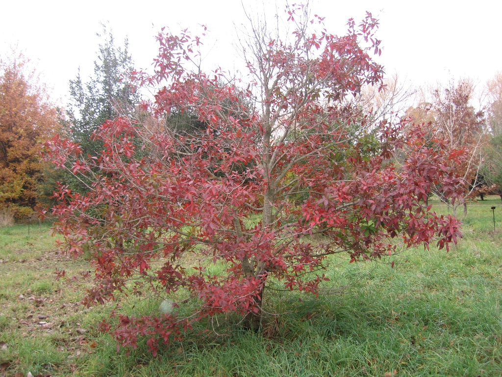 Quercus rysophylla Puts on a Show Way Down South | International Oak ...