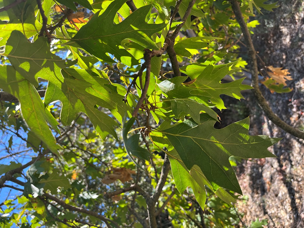 The Oak Collection at Santa Barbara Botanic Garden | International Oak ...