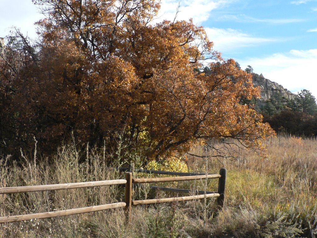 Safe For Oaks | International Oak Society