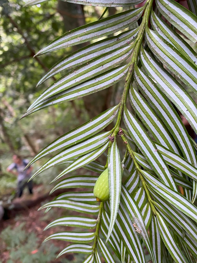 A Journey in Southeastern Taiwan Towards Conservation of Its Fagaceae ...
