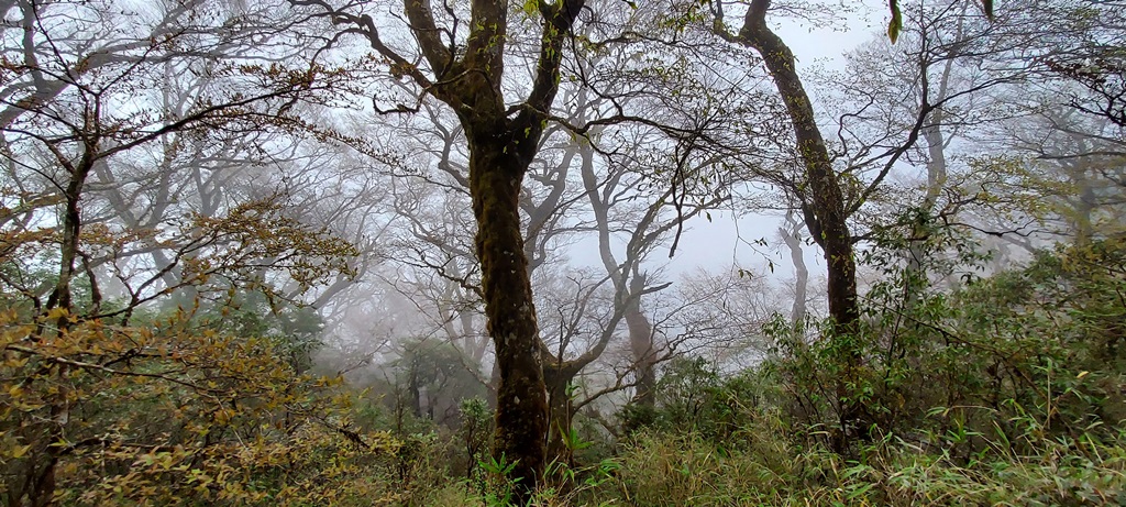 IOS Tour of Taiwan (CANCELED) | International Oak Society