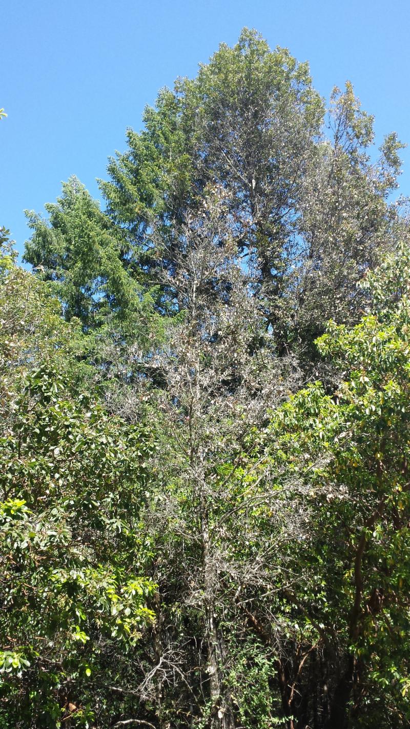 Tubakia: A Newly Recognized Foliar Pathogen of Oak, Chinkapin, and ...