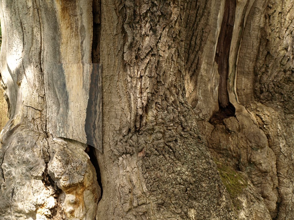 The Oak Year | International Oak Society
