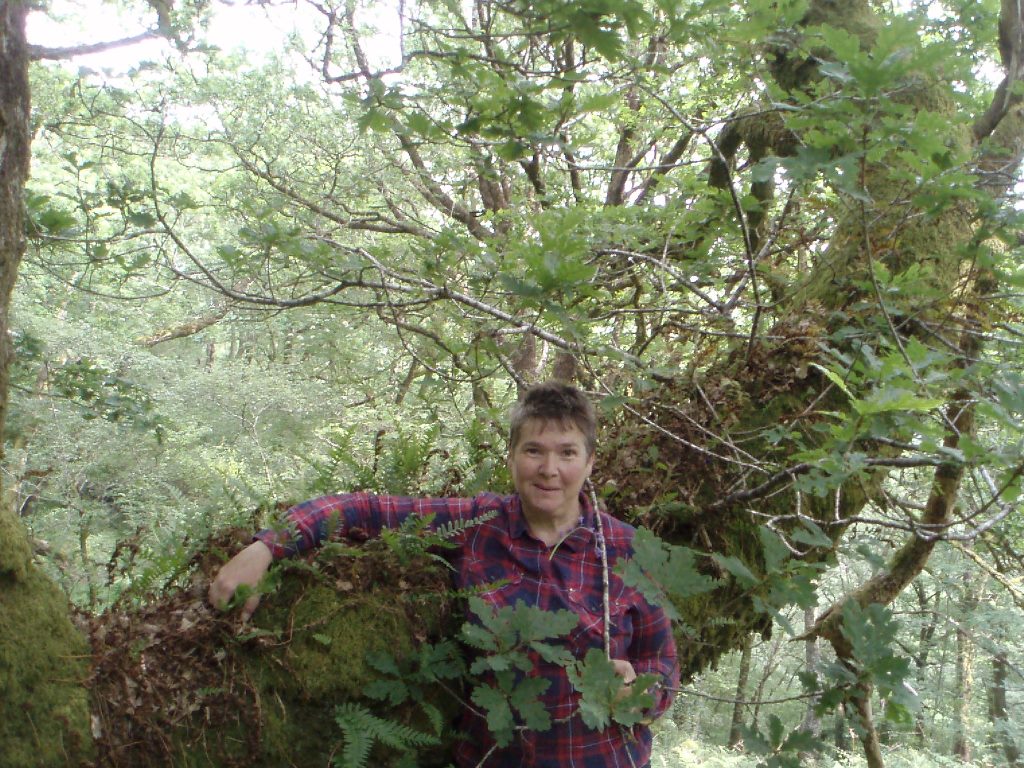 The Oak Year | International Oak Society