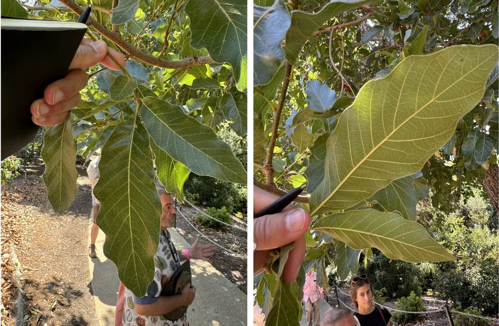 IOS Tour of California, Part 2: Southern California | International Oak ...