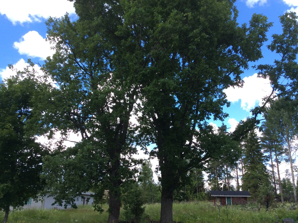 Oaks On a Finnish Farm | International Oak Society