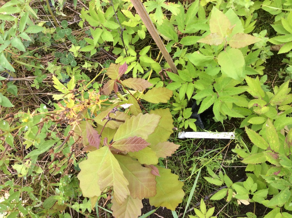 Oaks On a Finnish Farm | International Oak Society