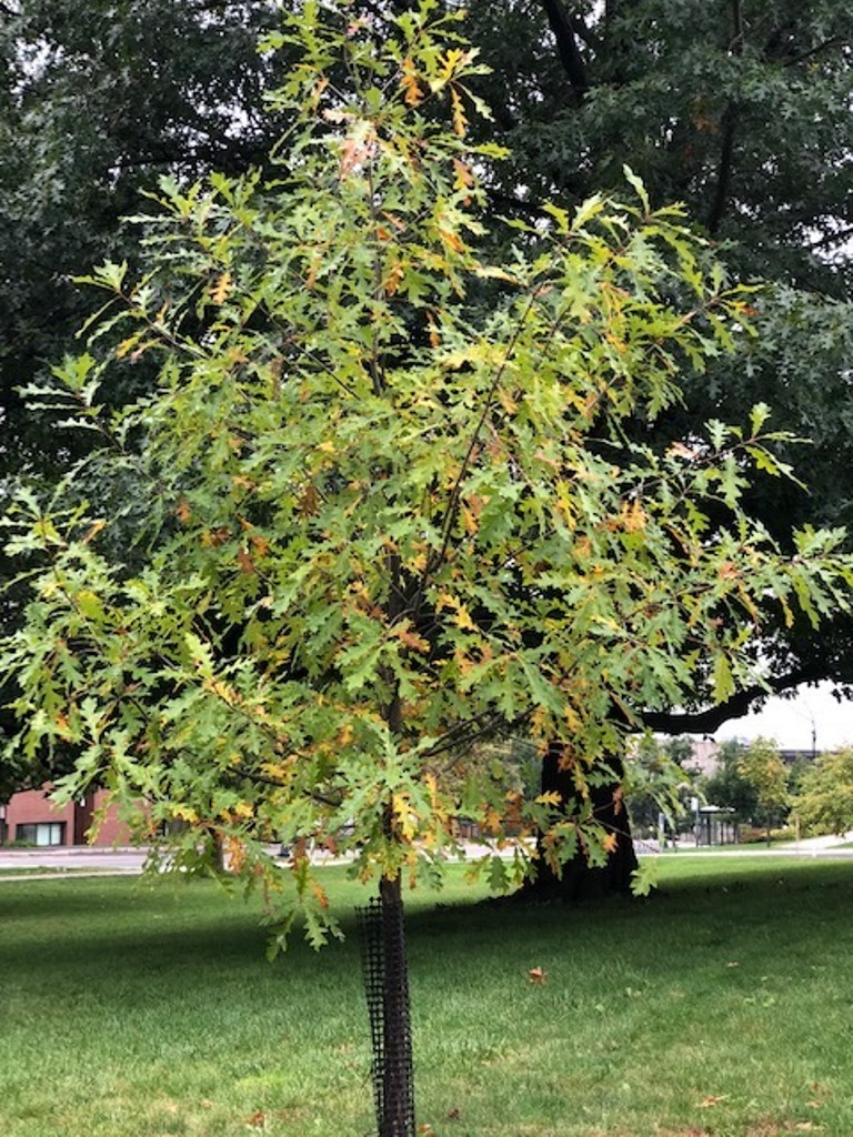 Hybrid Oaks Under Evaluation | International Oak Society