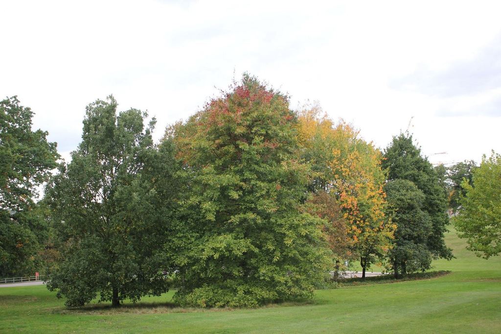 The Wivenhoe Park Millennium Oaks Collection | International Oak Society