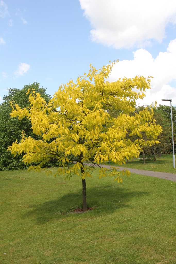 The Wivenhoe Park Millennium Oaks Collection | International Oak Society