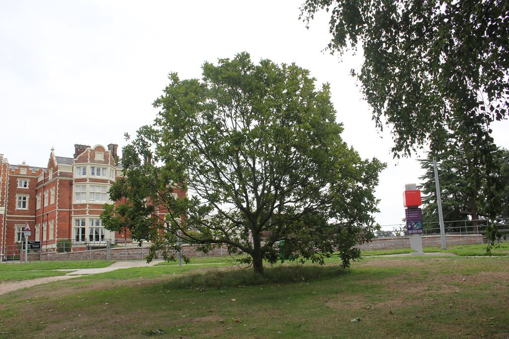 The Wivenhoe Park Millennium Oaks Collection | International Oak Society