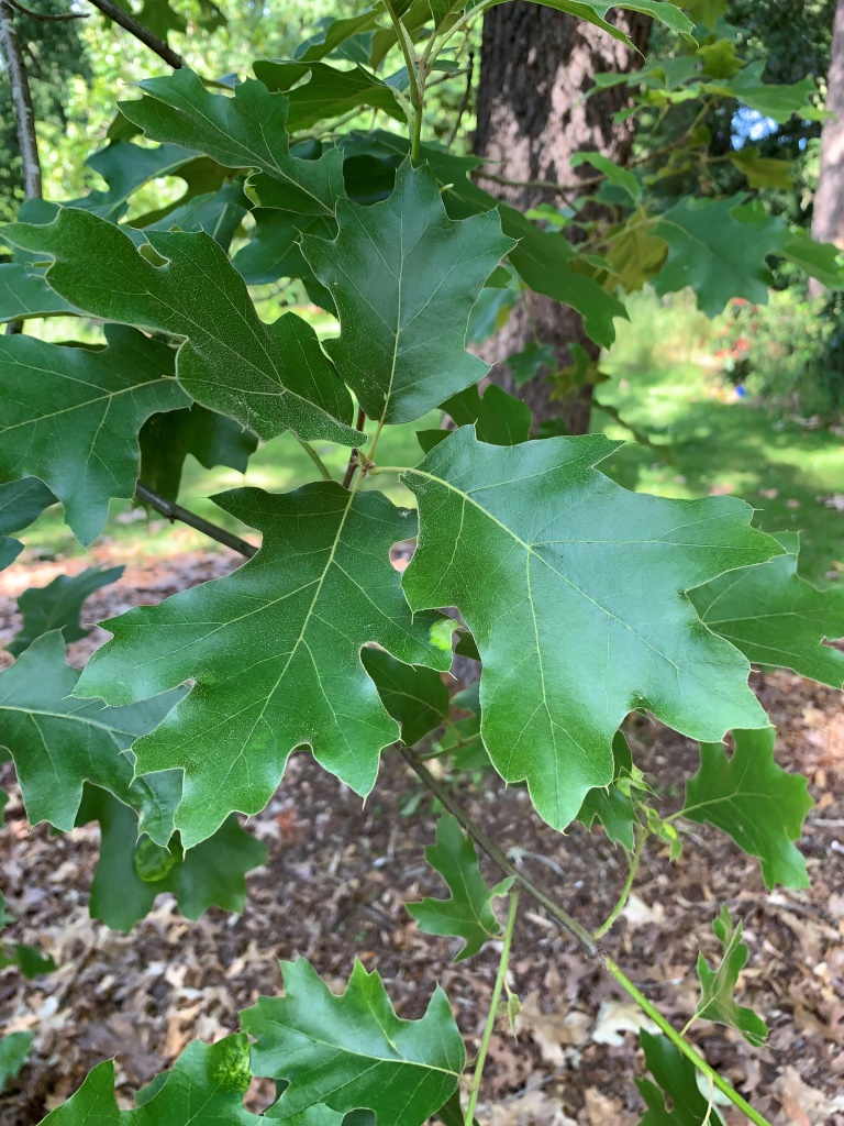 A Brief Introduction to the Oak Collection of Seattle’s Washington Park ...