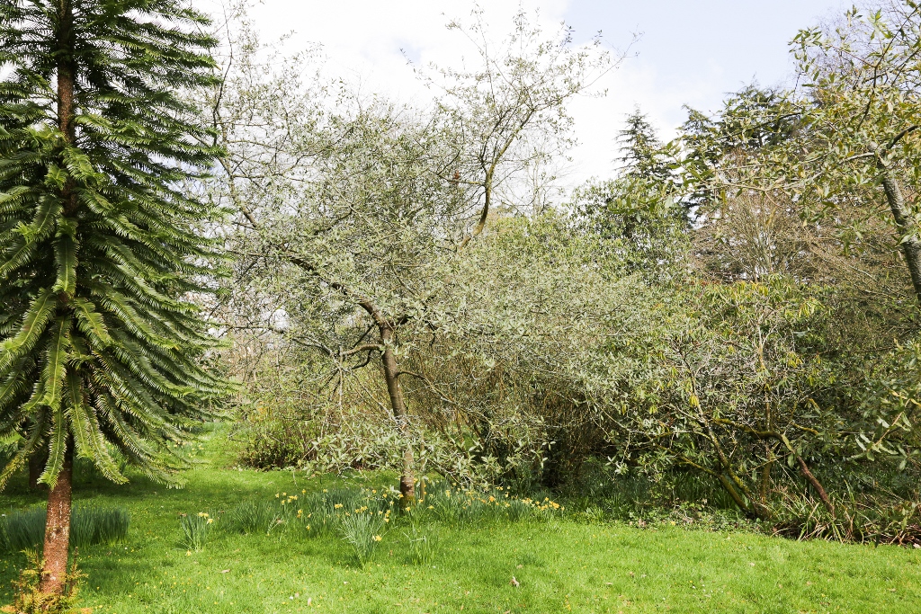 Remembering Piers Trehane | International Oak Society