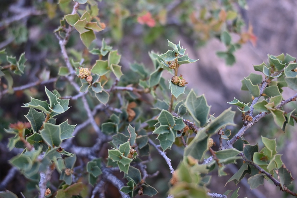 Epigenetics as a Potential Mechanism of Rapid Response to Climate ...