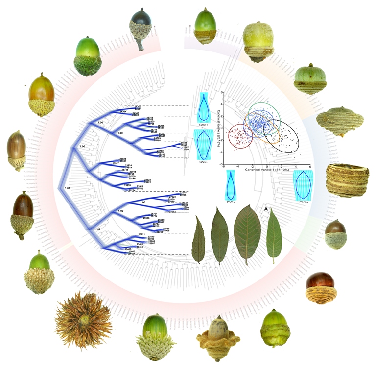 Resolving the Taxonomic Identity and Conservation Status of Data ...