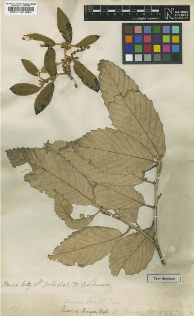 The Status of Quercus oblongata | International Oak Society