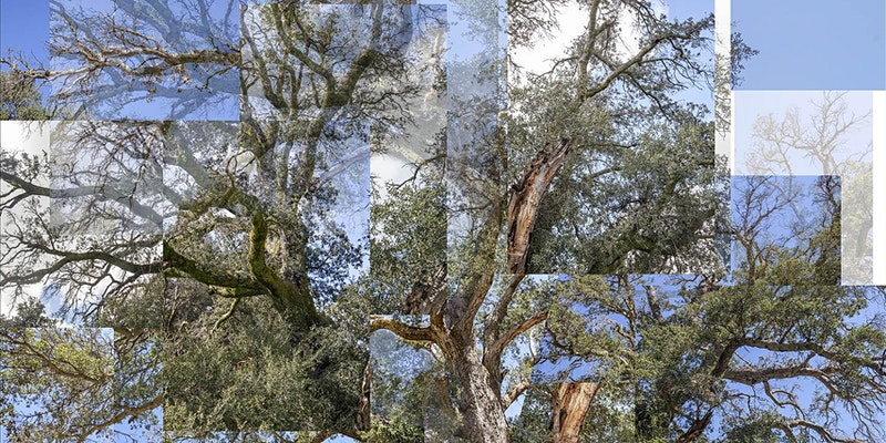 Eternal Forest Conversation: The Mighty Oak | International Oak Society