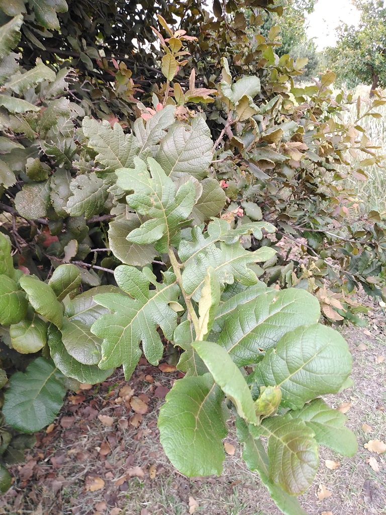 Is Quercus rugosa Showing Its Roots? | International Oak Society