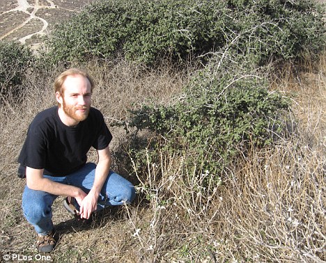 13,000-year-old Quercus palmeri Discovered | International Oak Society