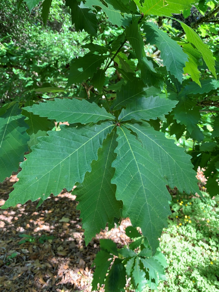 A Brief Introduction to the Oak Collection of Seattle’s Washington Park ...