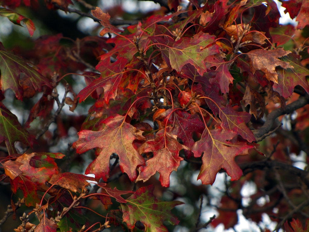 OC&R Committee Announces First Round of Grant Funding | International ...