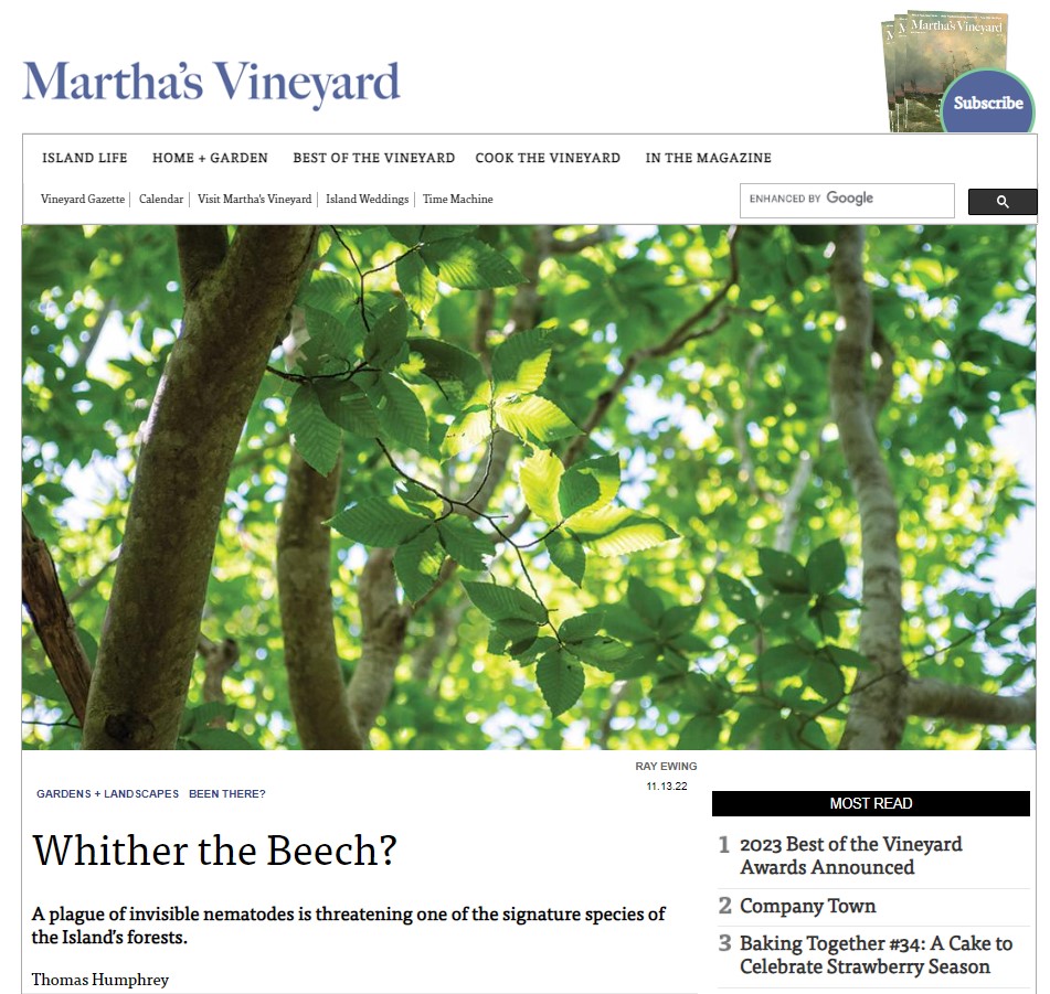 Oak Cousins in Danger | International Oak Society