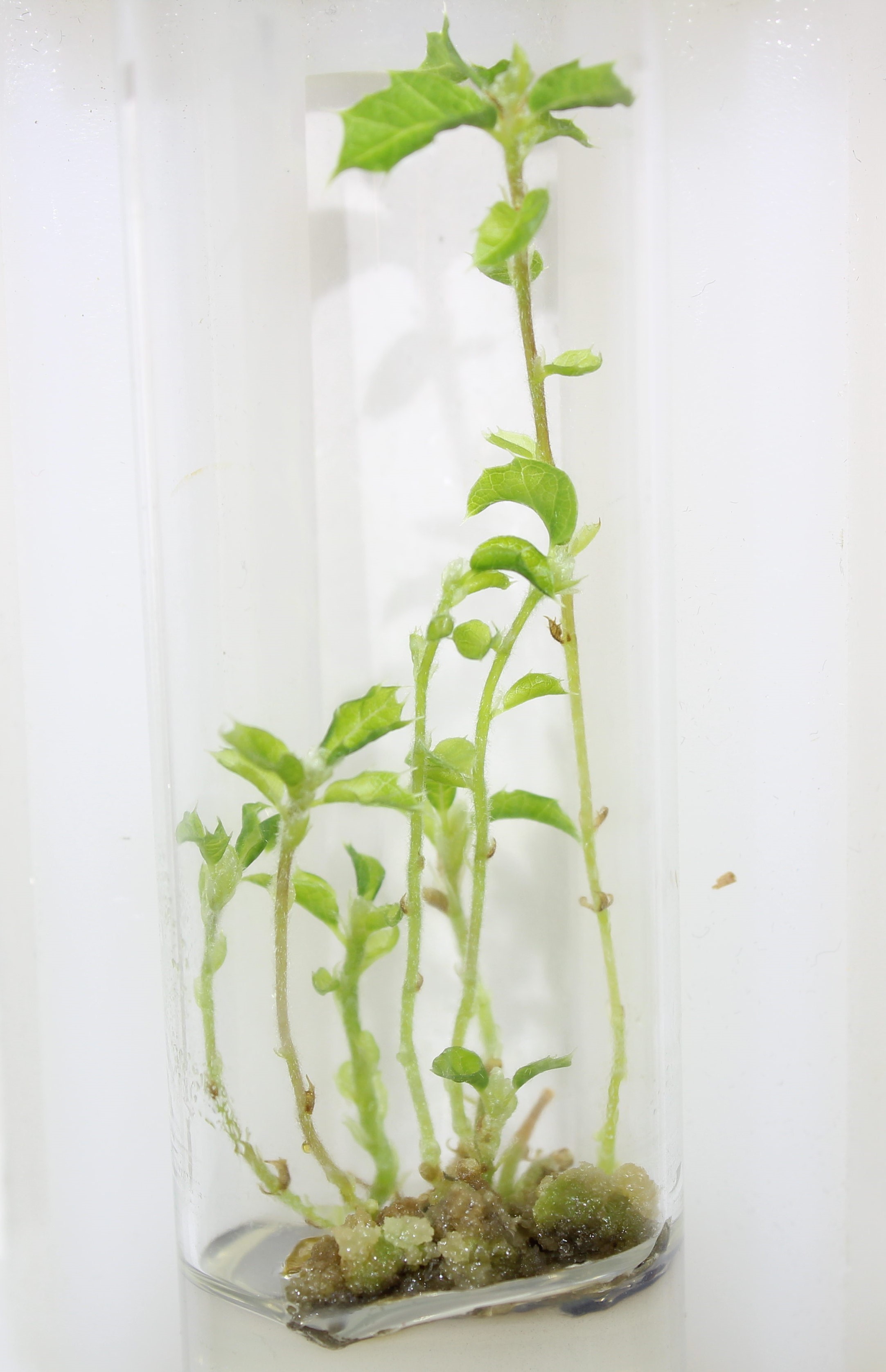 IOS Webinar #1: Cryopreservation at CREW and Oaks at Grigadale ...