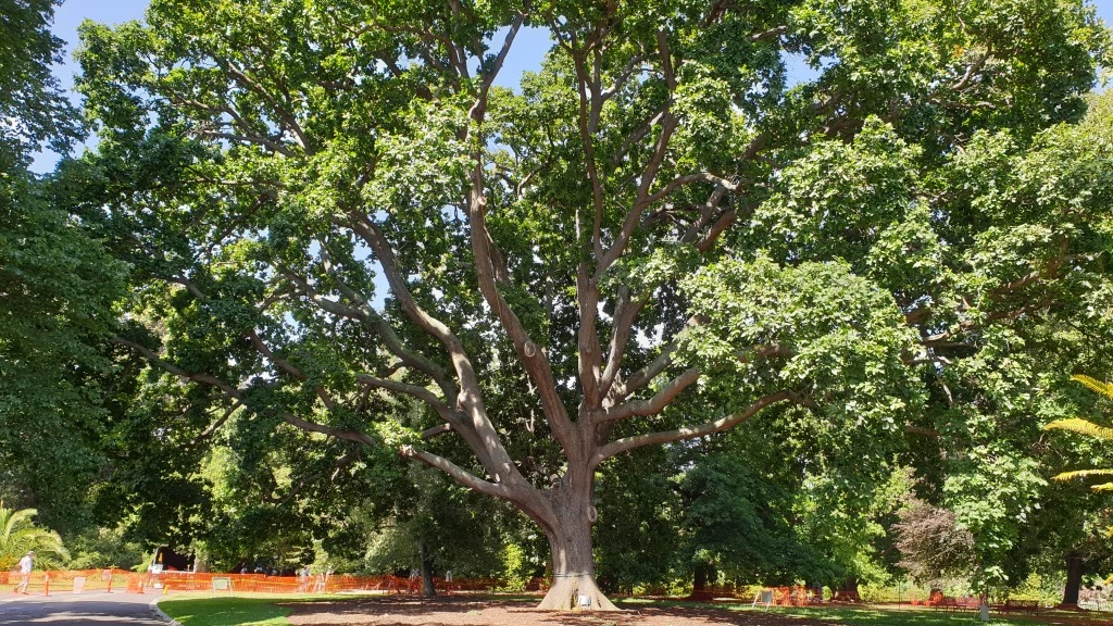 The White Oak in Royal Botanic Gardens Victoria | International Oak Society