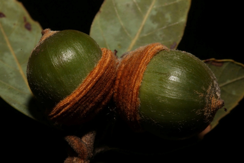 Oak Conservation in North Vietnam | International Oak Society