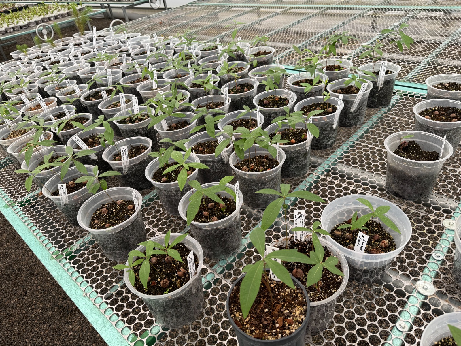 Conservation of Two Threatened Oak Species in Western Mexico Through ...