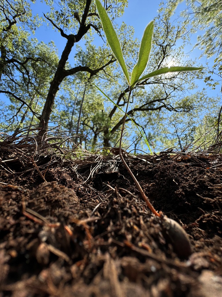 International Oak Society Announces 2025 Grant Awards to Advance Global ...