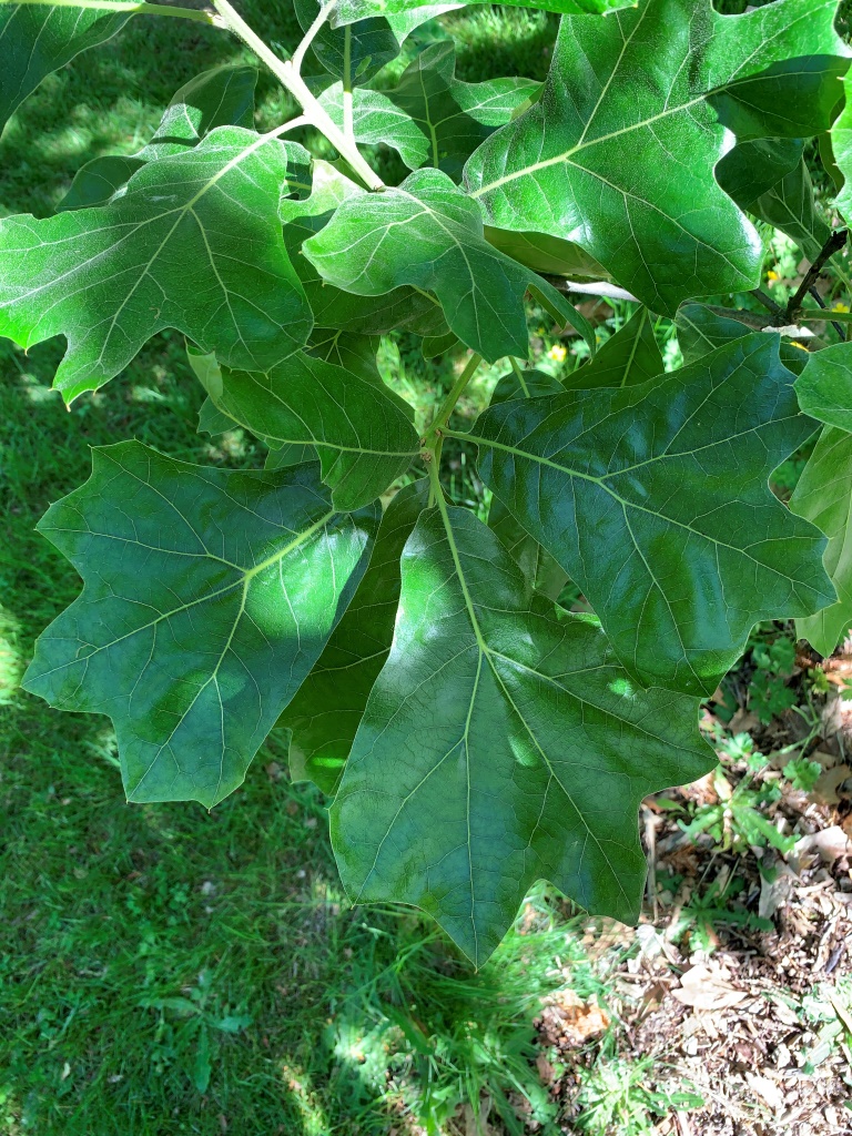 A Brief Introduction to the Oak Collection of Seattle’s Washington Park ...