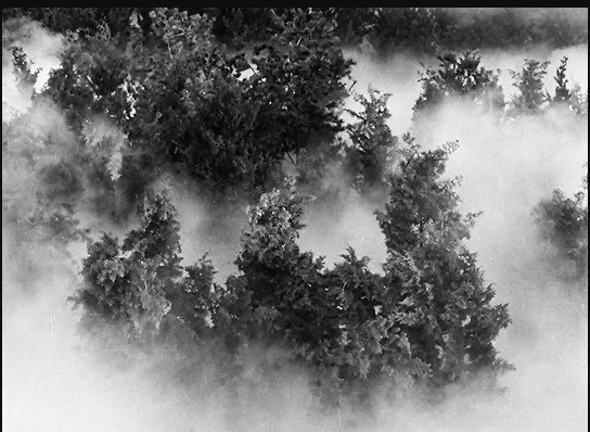 Oaks in Macbeth? | International Oak Society