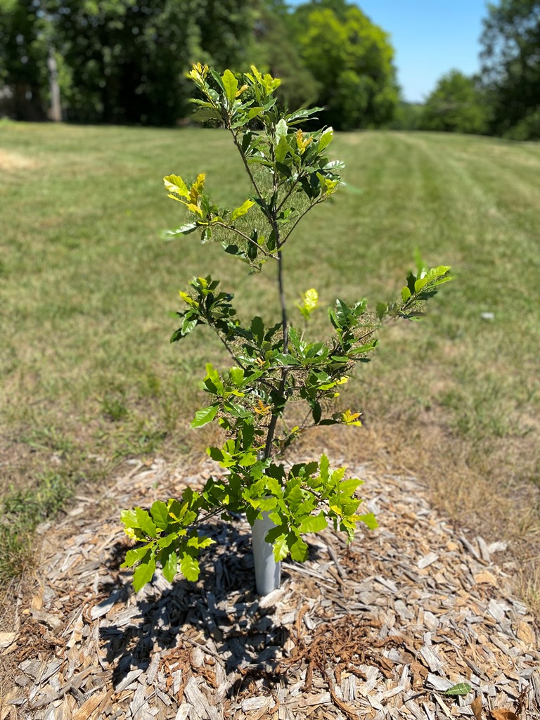 Hybrid Highlight: Quercus ×comptoniae Sarg. | International Oak Society