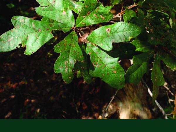 All Articles | International Oak Society