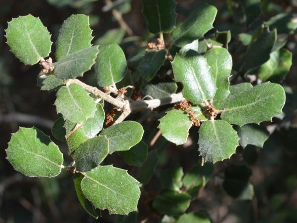Quercus rubra Chosen Tree of the Year in Germany | International Oak ...