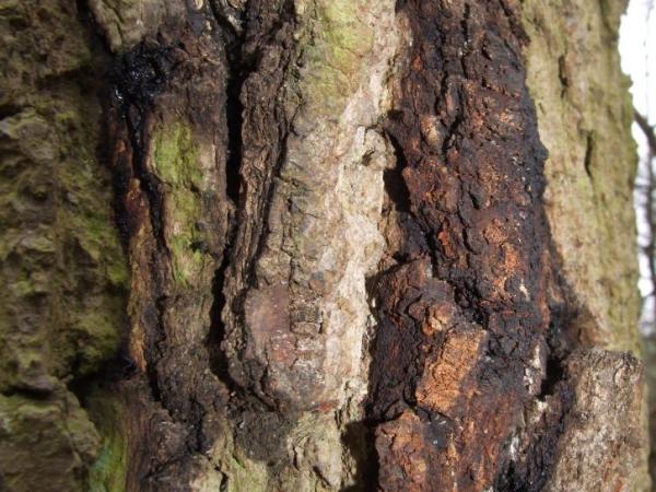 All Articles | International Oak Society