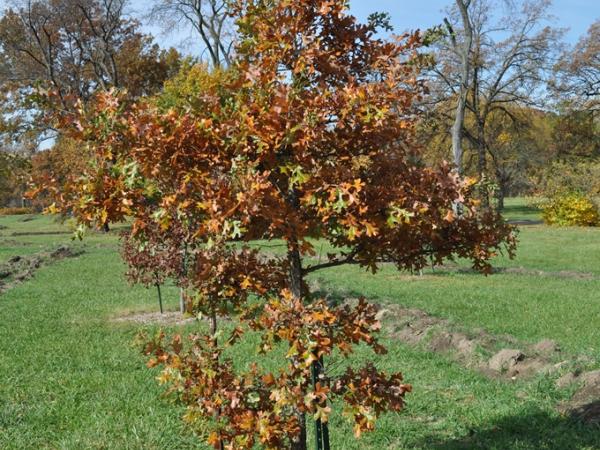 8th International Oak Society Conference 2015 | International Oak Society