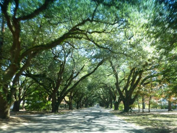 Oak Open Days at Aiken, SC, USA | International Oak Society