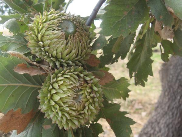 Northern Greece Gallery I | International Oak Society