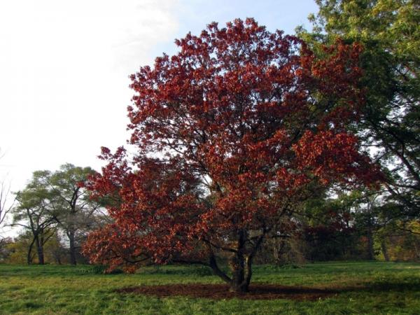 8th International Oak Society Conference 2015 | International Oak Society