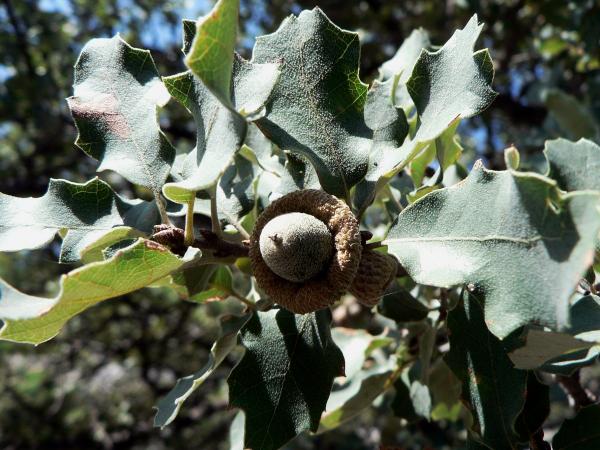 Mexico 2010 Collecting Trip | International Oak Society