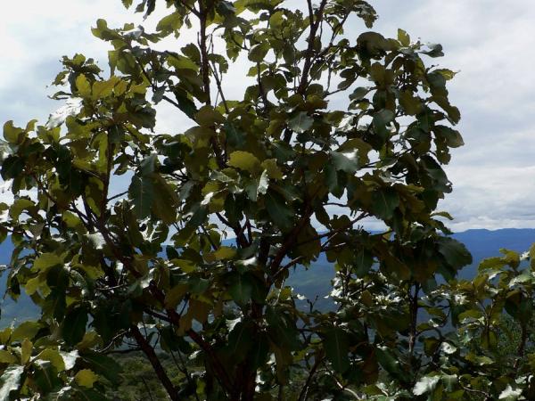 Mexico 2010 Collecting Trip | International Oak Society